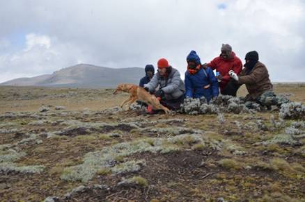 Emergency Response to Protect Ethiopian Wolves from Rabies